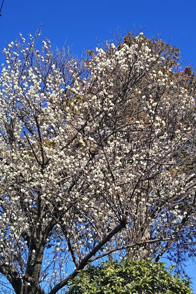 白梅: Moonlightオヤジのひとり言。